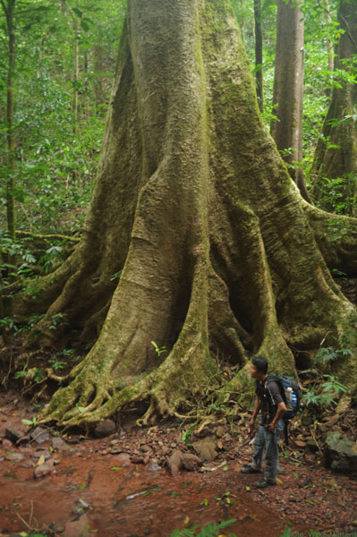 4+ Day Jungle Treks Laos - Forest Retreat Laos